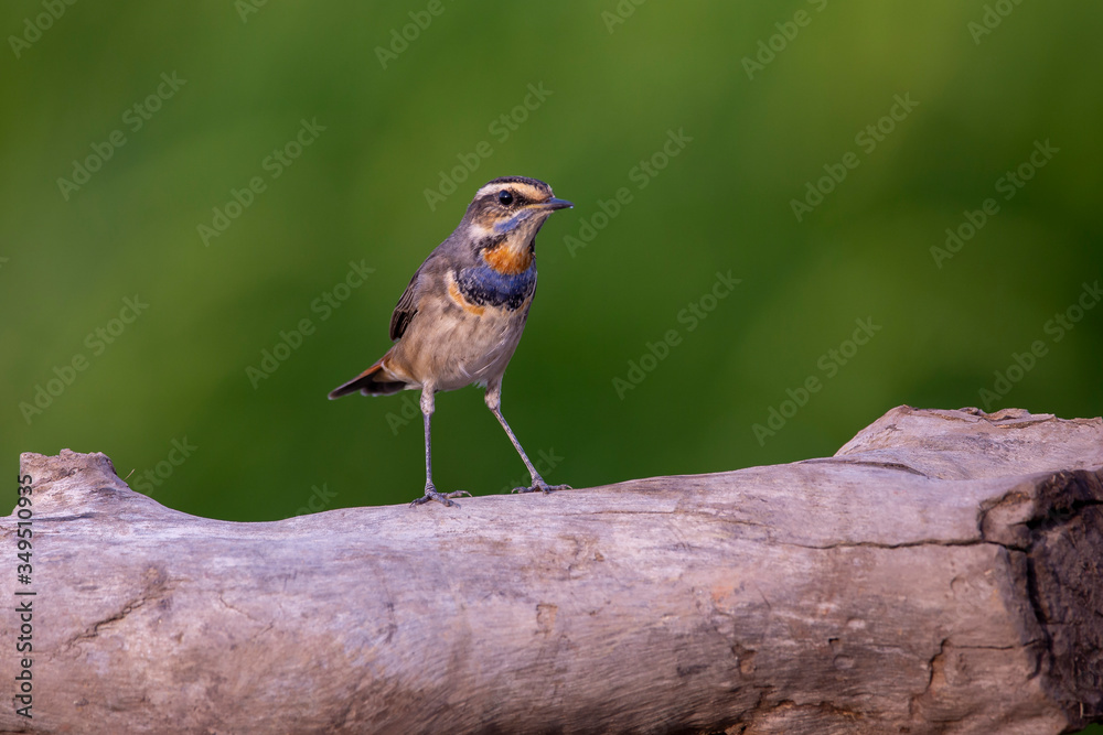 Bluethroat bird standing on a log, the neck has an orange stripe, blue ...