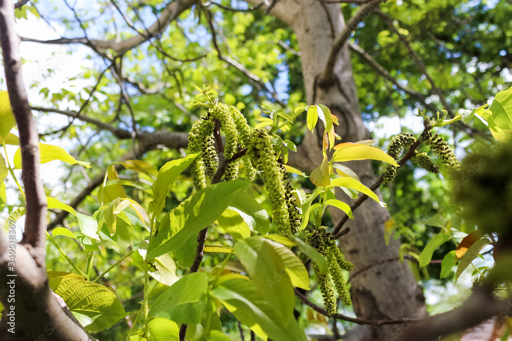 Black walnut (Juglans nigra) buds close up. Walnut blooms, branch with ...