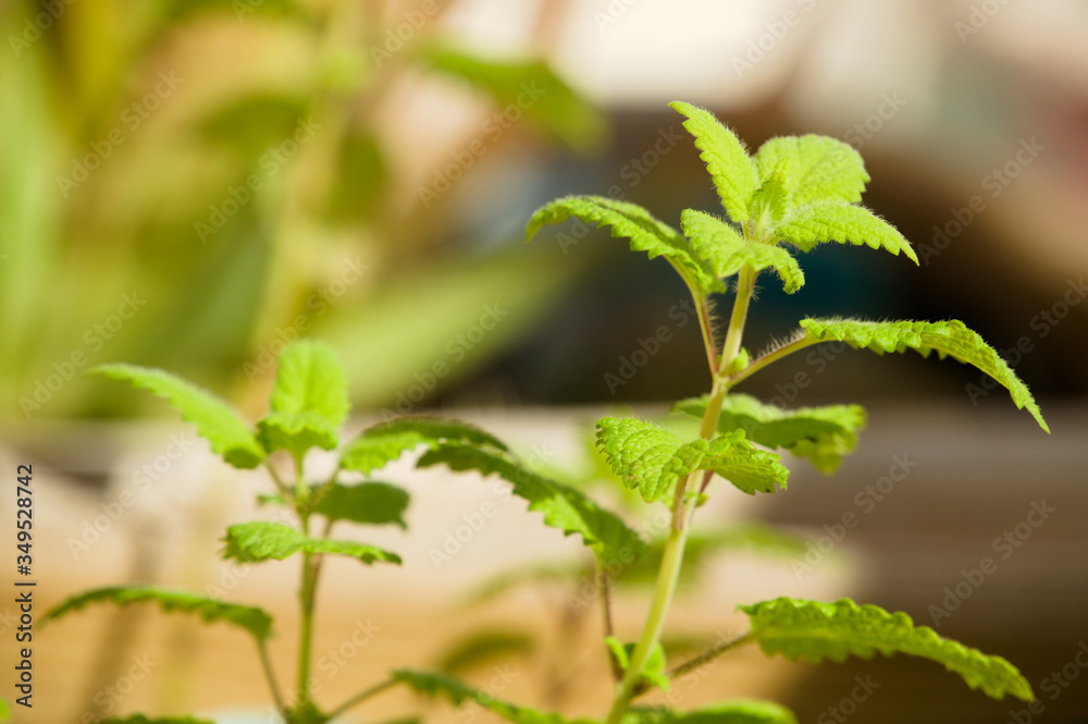 Planta de melisa, hoja de limón, limoncillo, toronjil (Melissa ...