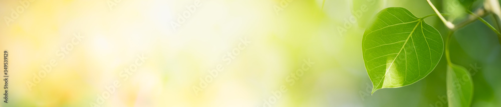 Nature of green leaf in garden at summer. Natural green leaves plants ...