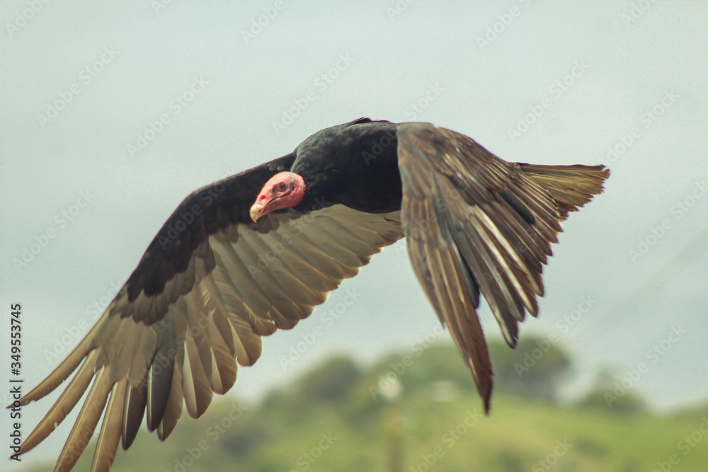 Jote cabeza colorada, 2019 Ancud, Chiloe foto de Stock | Adobe Stock