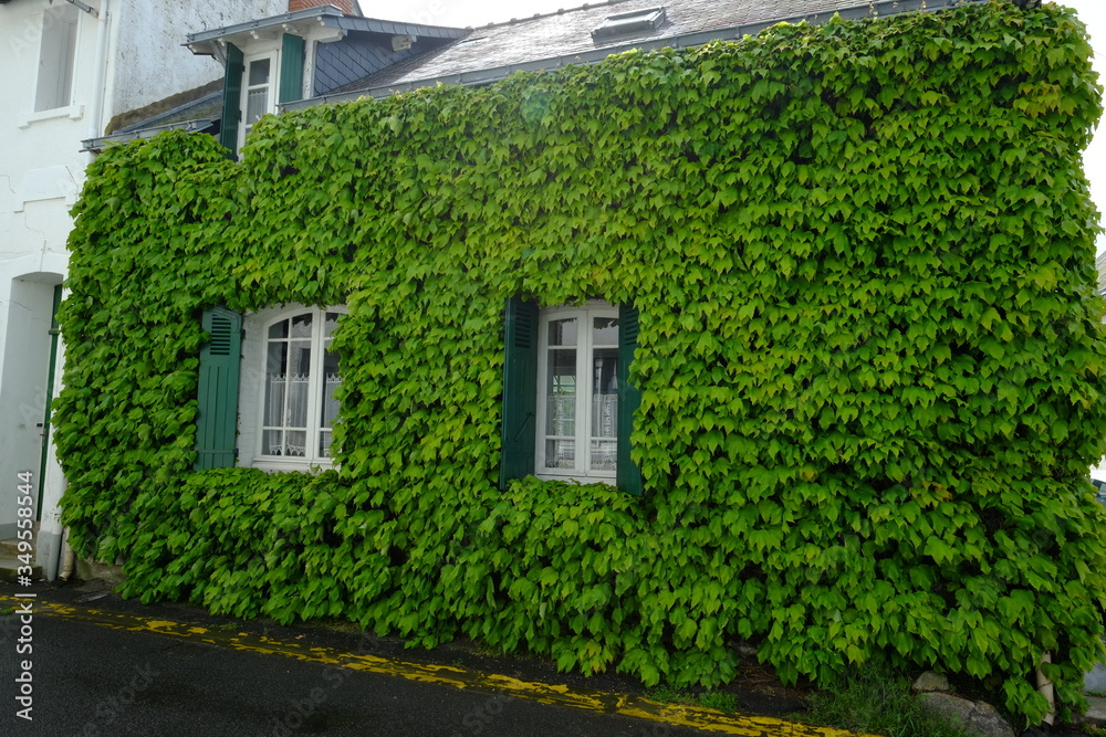 Virginia creeper on the wall of the small city of le Pouliguen, in the ...