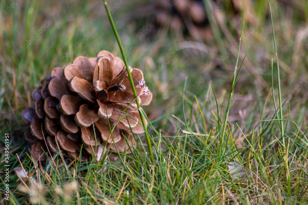 Reife Kiefernzapfen von Kiefernbaum, Fichte oder Tanne zeigt Samen im ...