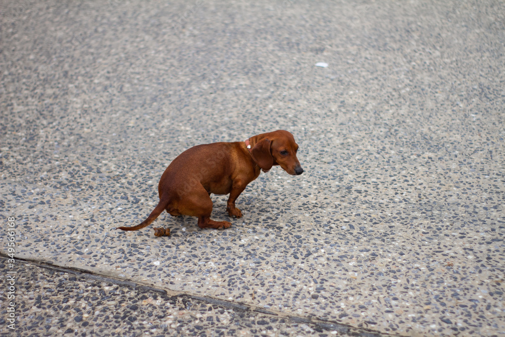 Perro cagando Stock Photo | Adobe Stock