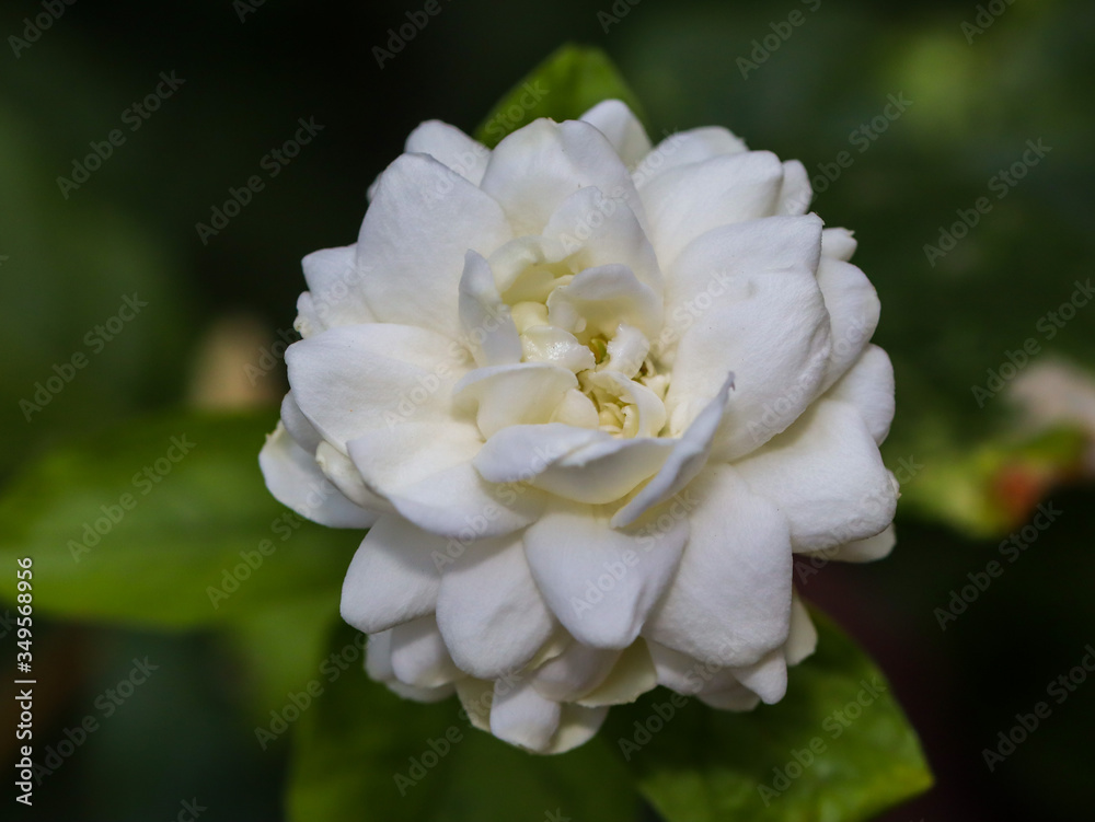 White jasmine (Jasminum sambac - Grand Duke of Tuscany cultivar) flower ...