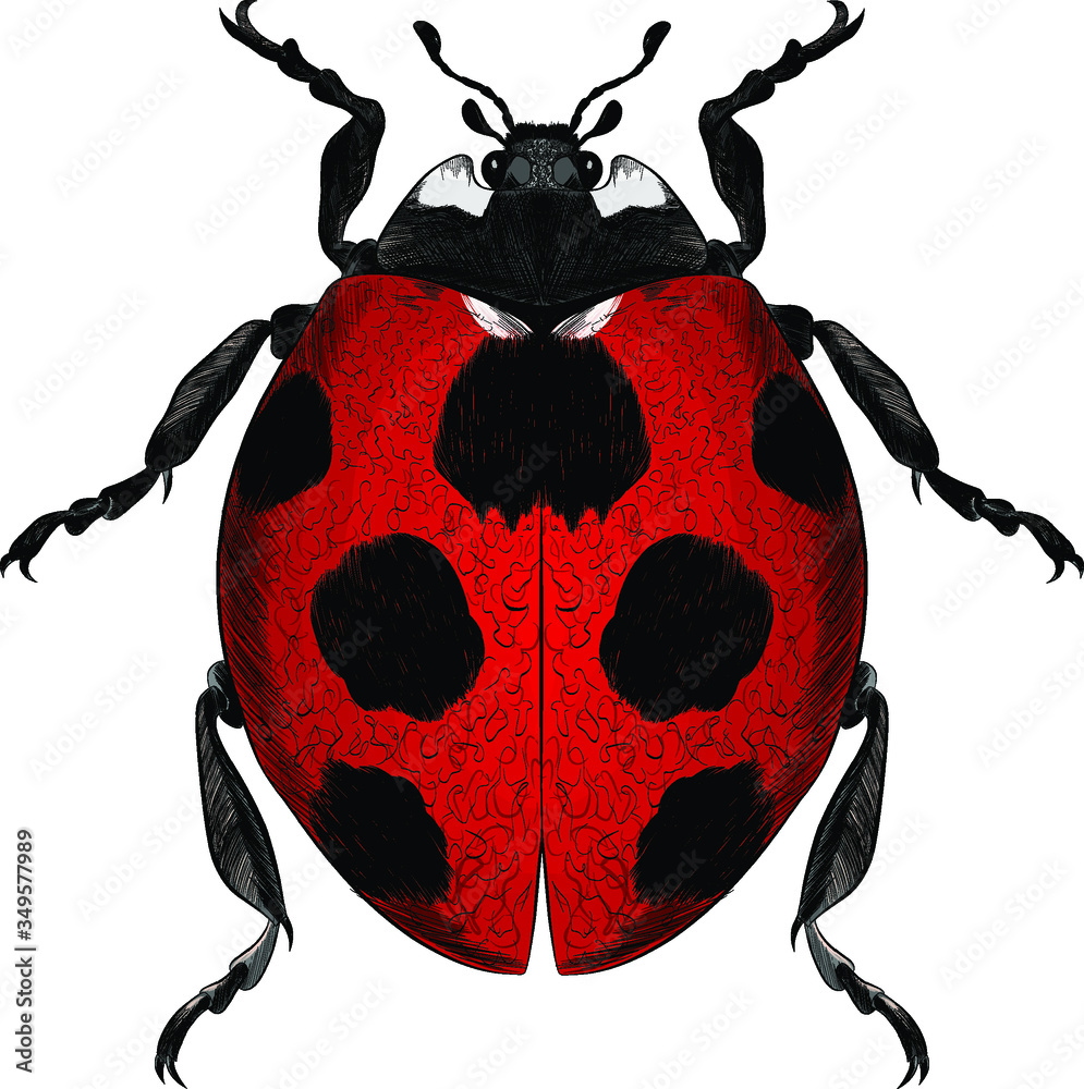 Vetor de ladybug vector red with black spots realistic do Stock | Adobe ...