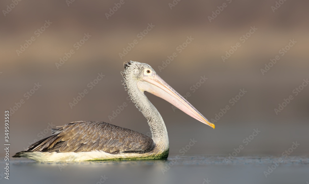 pelican on the shore Stock Photo | Adobe Stock