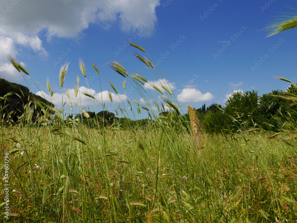 bucolica vista di campi di spighe di grano al vento in campagna Stock ...