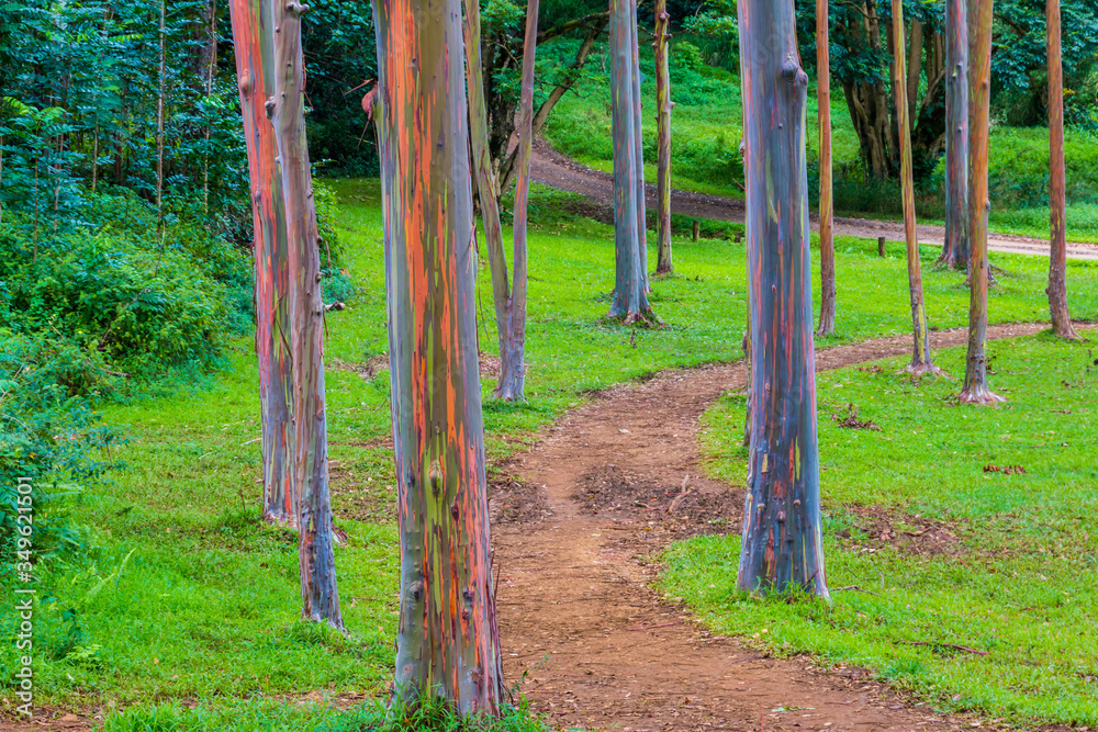 Rainbow Eucalyptus Tree (Eucalyptus deglupta) in The Keahua Forest ...