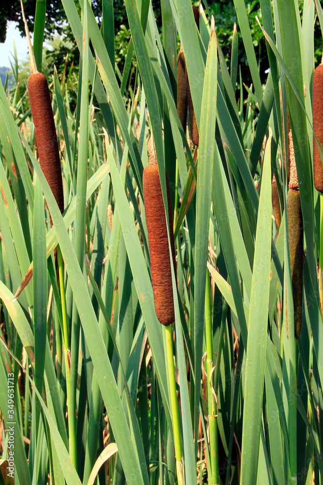 Reed, Sweet grass, Geisa, Rhoen biosphere reserve, Germany, Europe ...