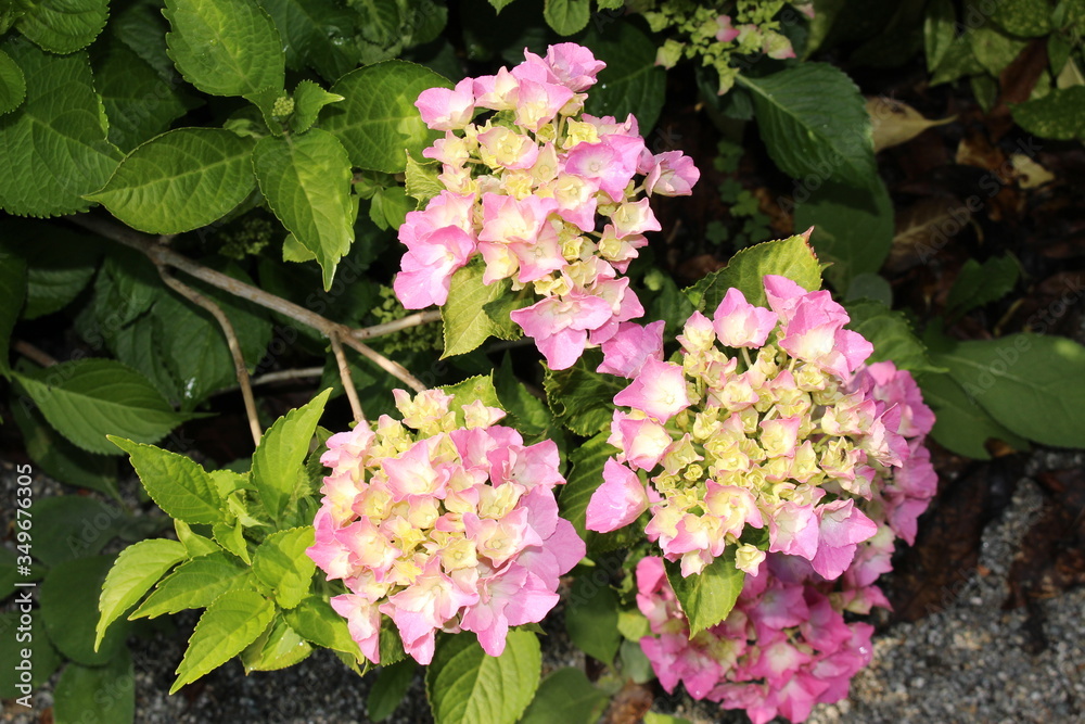 Foto de Pink and yellow "French Hydrangea" flowers (or Bigleaf ...
