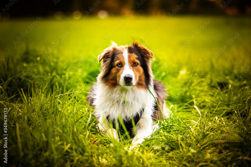 Portrait of joyful berger laying down on the meadow, enjoying the sunny ...