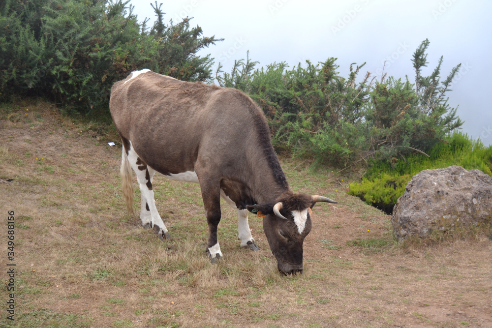 Foto de Vaca marron pastando en las laderas de las montañas de Madeira ...