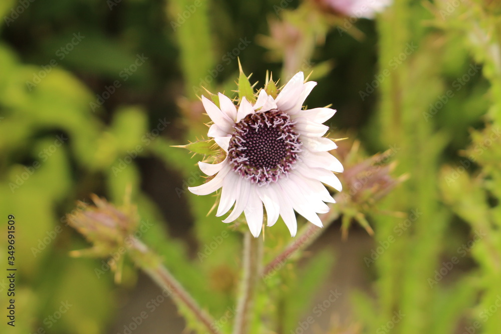 Mauve and purple "Zulu Warrior" flower (or African Thistle, Purple ...