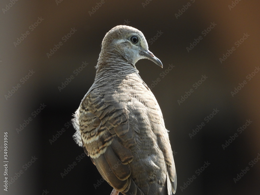Dove bird on a tree branch at a park in Thailand Stock Photo | Adobe Stock
