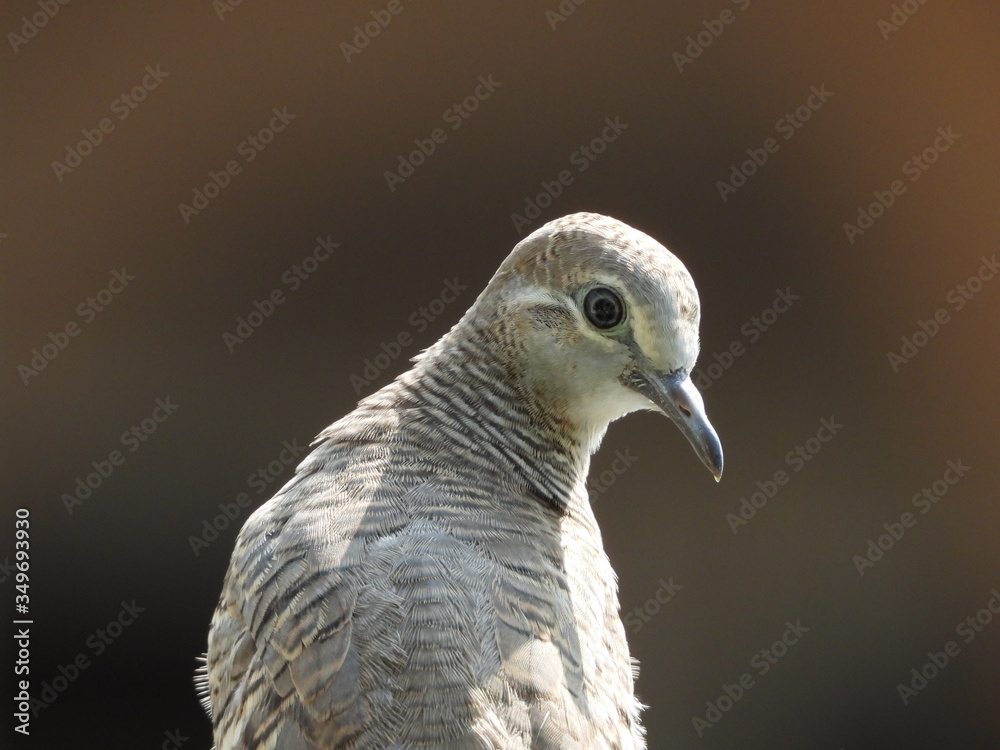 Dove bird on a tree branch at a park in Thailand Stock Photo | Adobe Stock