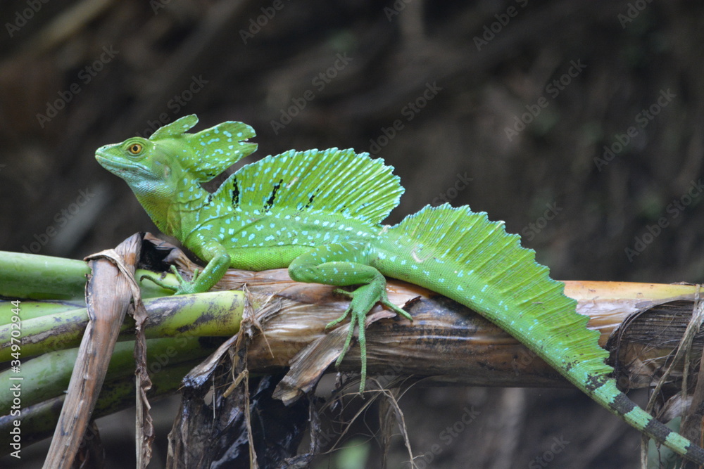 Jesus christ lizard Stock Photo | Adobe Stock