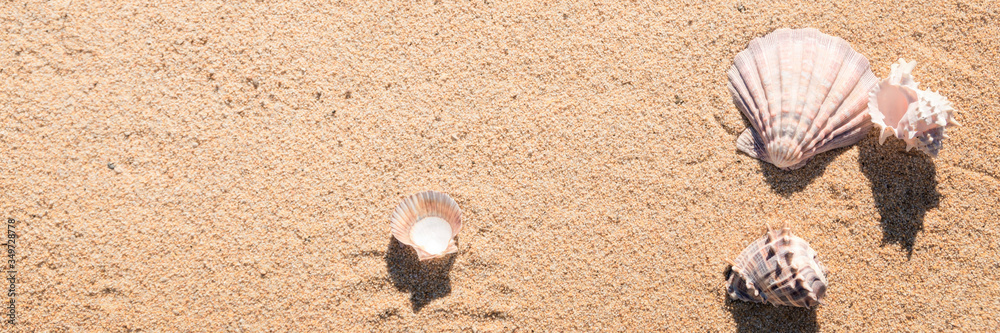 Sea shell on sand photographed from above, hot summer day on the beach ...