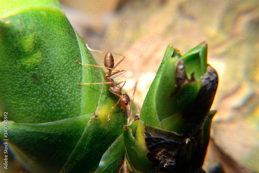 Weaver ants or green ants. Weaver ants live in trees and are known for ...
