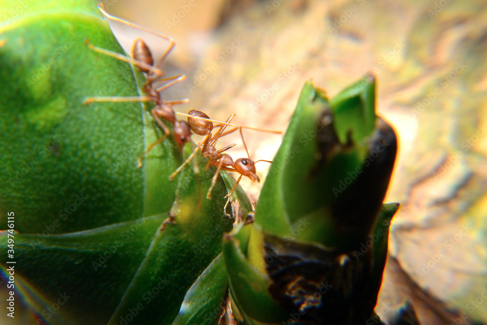 Weaver ants or green ants. Weaver ants live in trees and are known for ...