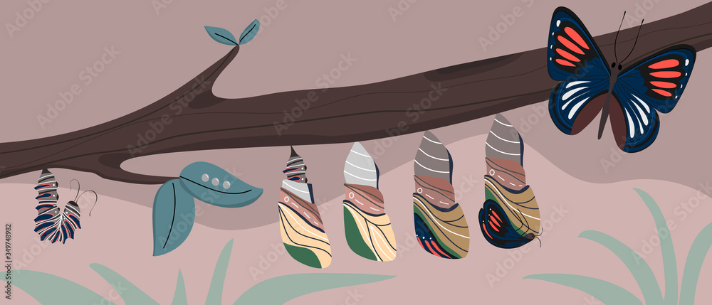Beautiful blue Butterfly life cycle. Transformation of larva ...
