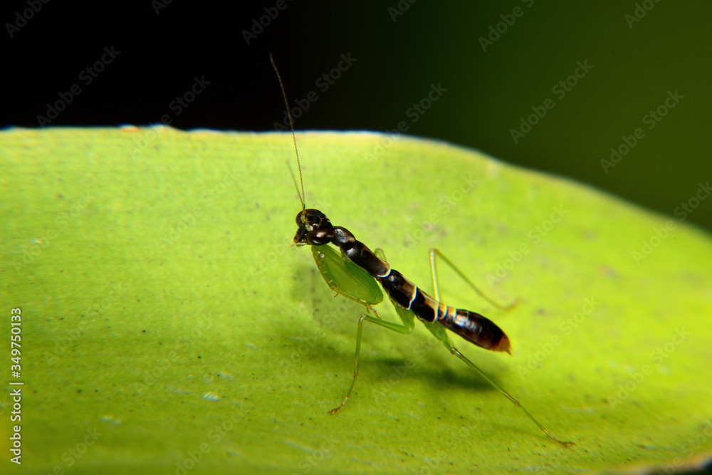 Odontomantis planiceps is known as The Asian ant mantis. Small mantis ...