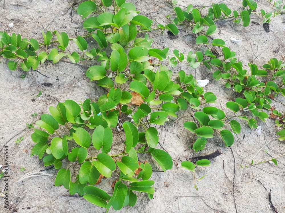 Goat's Foot Creeper-Beach Morning Glory- Goat's foot creeper, Beach ...