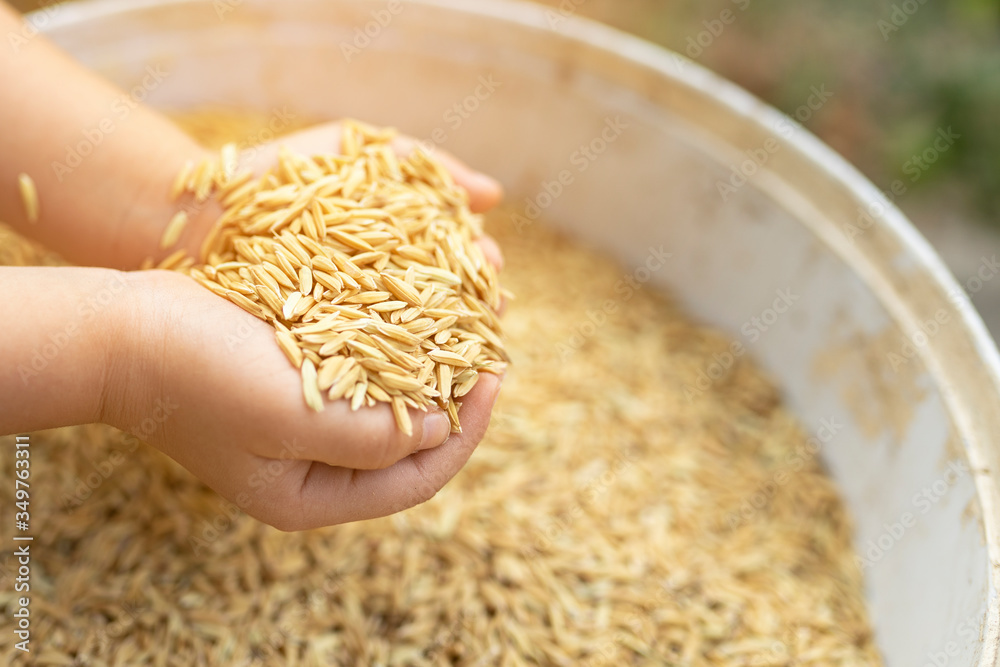 Rice in hands of a child, concepts of rice milling, the basic ...