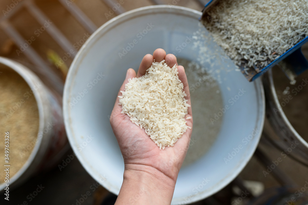 A human hand holding rice in his hand Concepts of rice milling, the ...