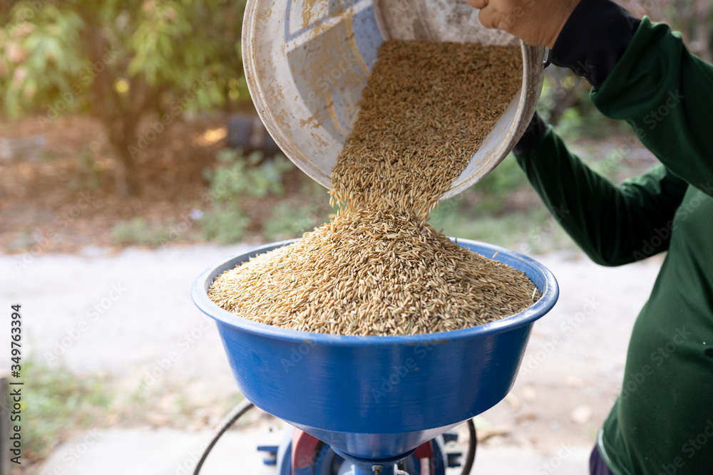 Foto de The farmer is pouring the rice into the rice mill. Concepts of ...