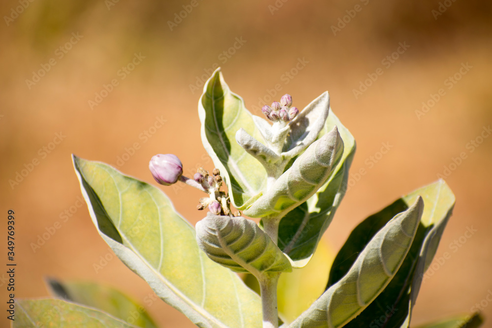 Calotropis gigantea (crown flower) Violet aak aakao flower Fruit Leaf ...