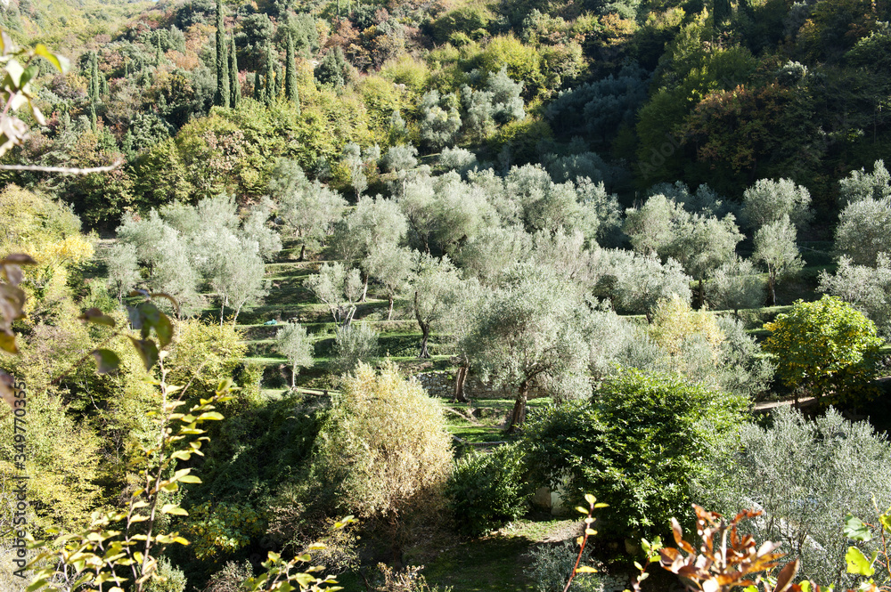 Foto de Olivenhain in der "Cellula agricola" di Lume, Valle delle ...