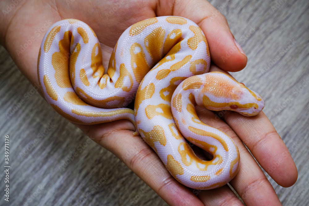 Albino Ball Python
