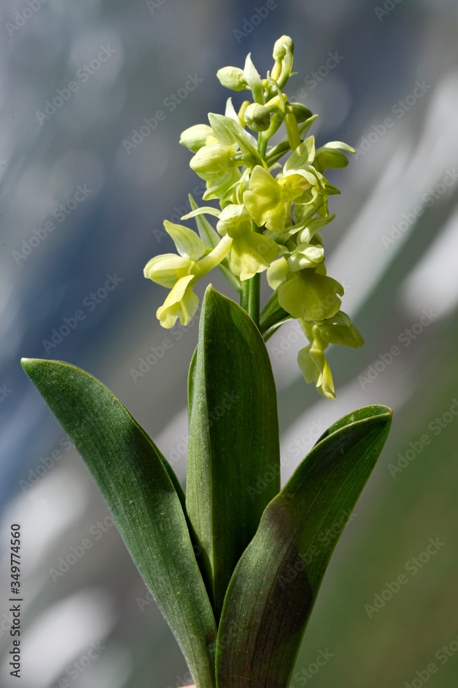 The Orchidaceae are a diverse and widespread family of flowering plants ...