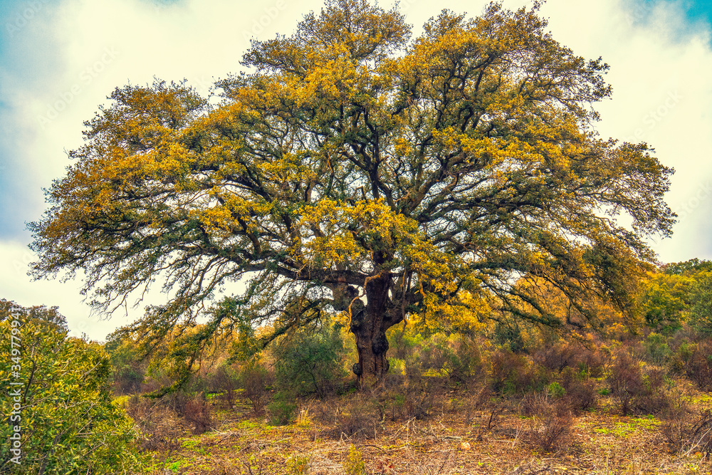 Paisajes con arbol la fuerza de la naturaleza Stock Photo | Adobe Stock