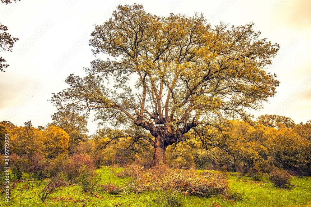 Paisajes con arbol la fuerza de la naturaleza Stock Photo | Adobe Stock