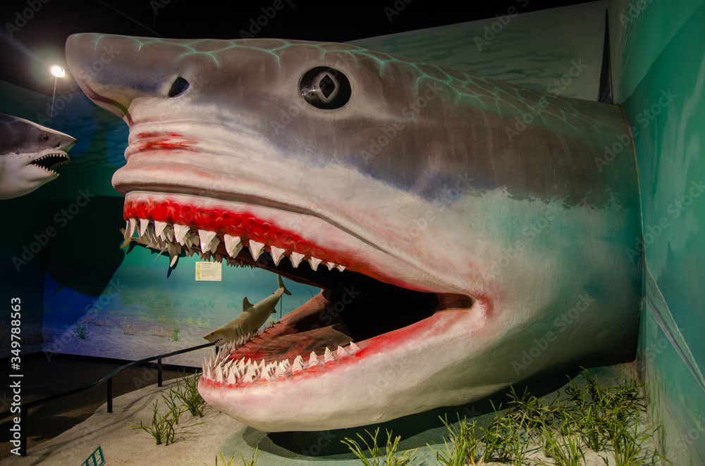 Reconstructed Megalodon head displayed at Museum of Ancient Life Stock ...