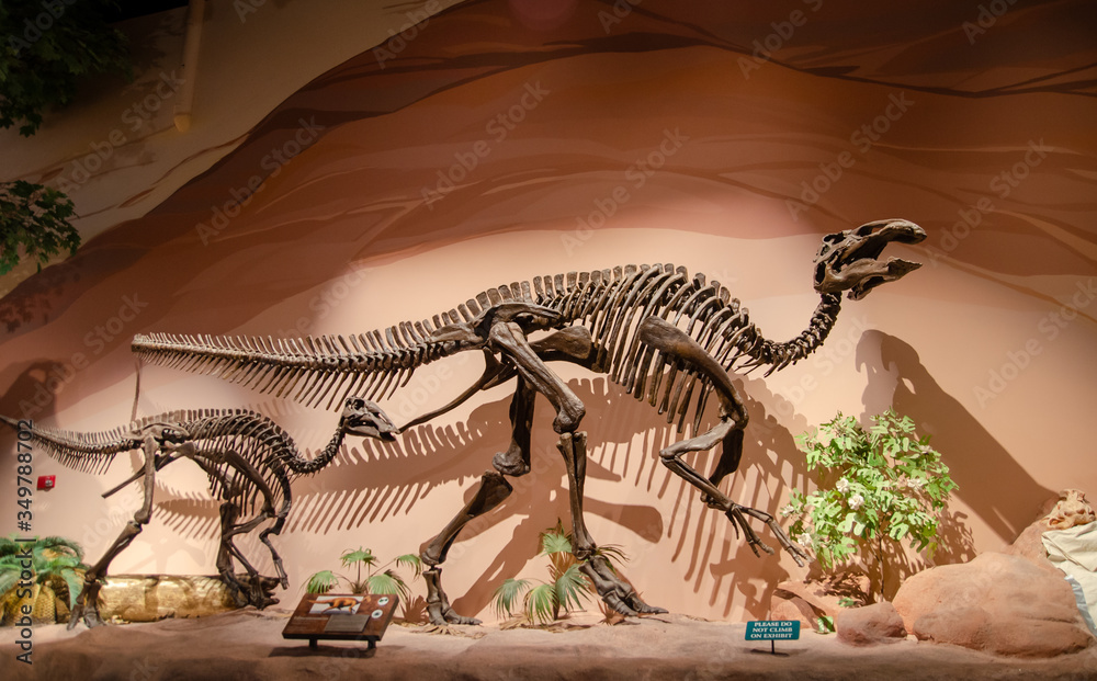 Edmontosaurus skeleton displayed at.Museum of Ancient Life Stock Photo ...