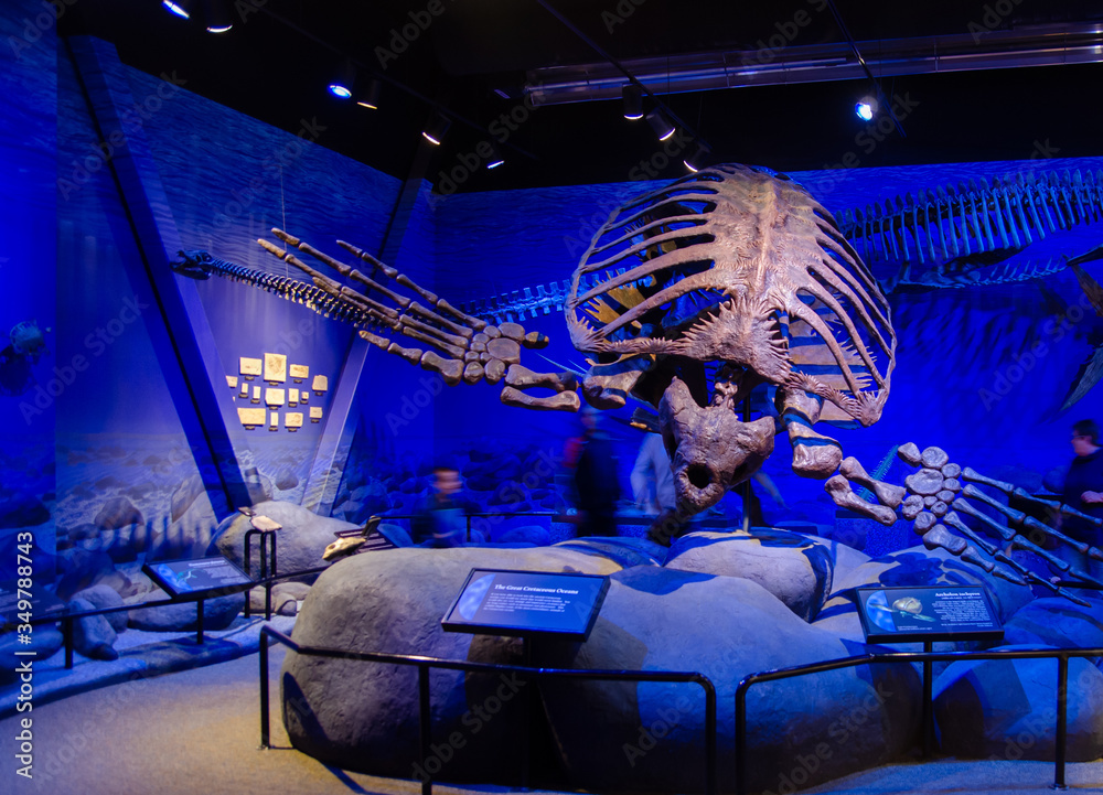 Archelon ischyros is an extinct marine turtle from the Late Cretaceous ...