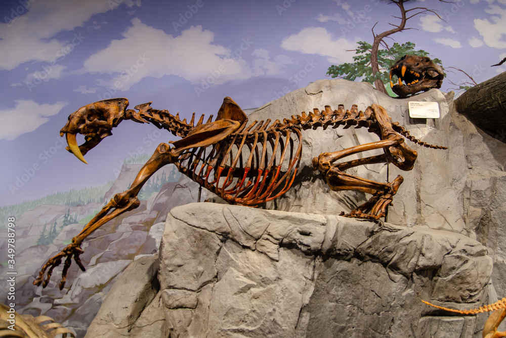 Saber-toothed cat skeleton displayed at the Museum of Ancient Life at ...