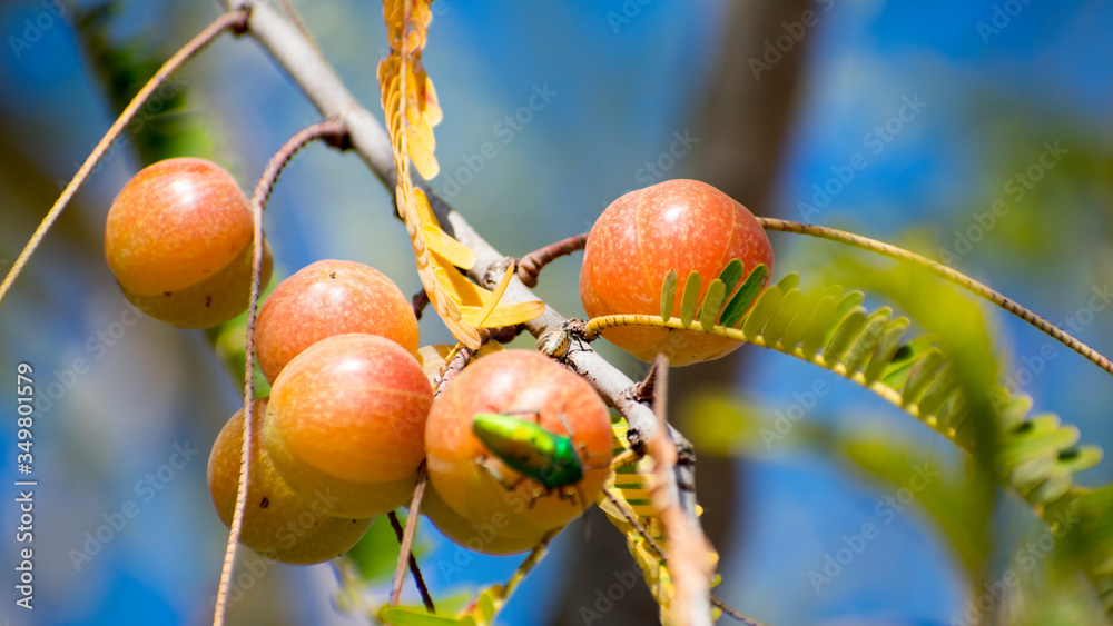 Amla ; Indian Gooseberry; Latin name Emblica officinalis Loca; Herbal ...