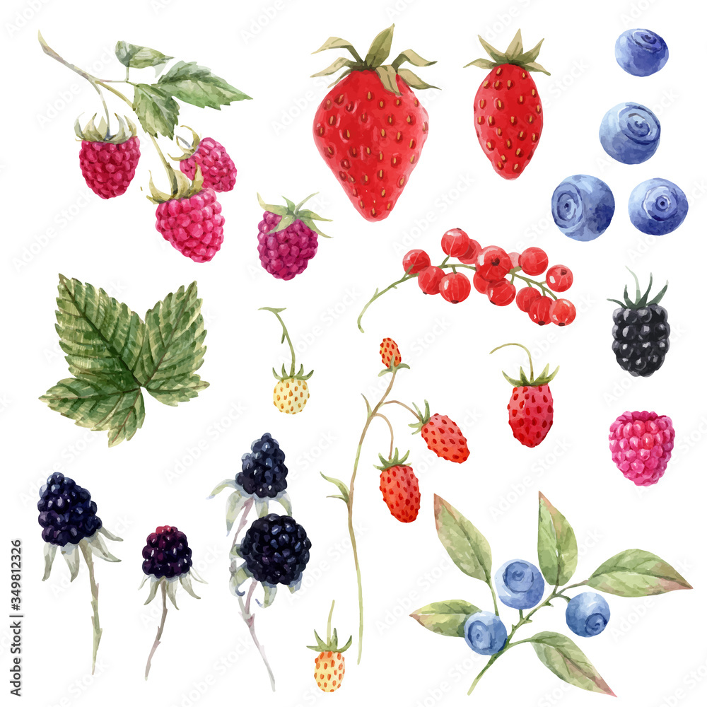Beautiful vector set with watercolor hand drawn berry paintings. Stock ...