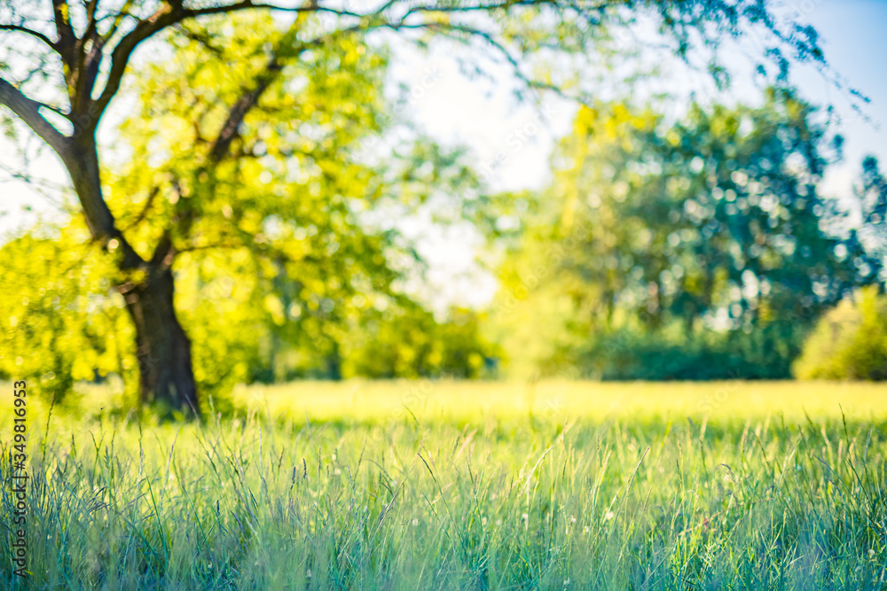 Beautiful spring summer landscape, serene foliage. Fresh green grass ...
