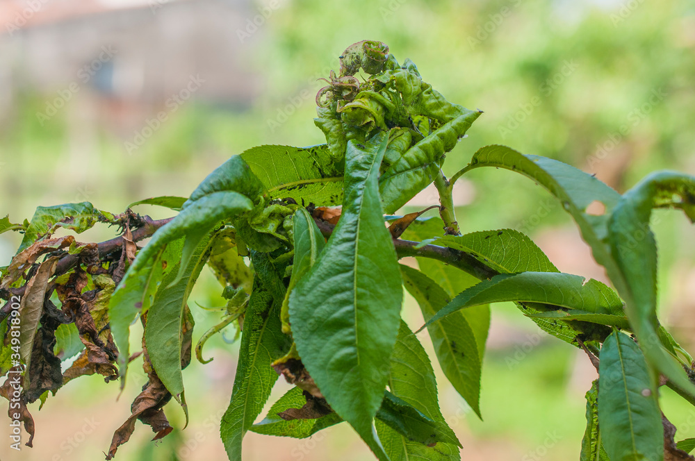 Peach tree completely infested with aphids. Aphid attacks can lead to ...