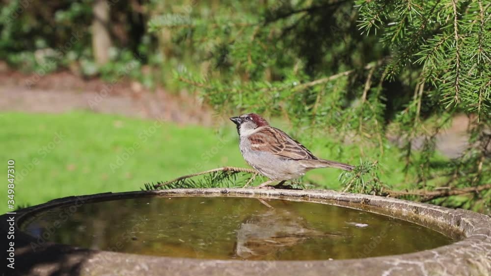 A close up recording of an adult male house sparrow (passer domestics ...