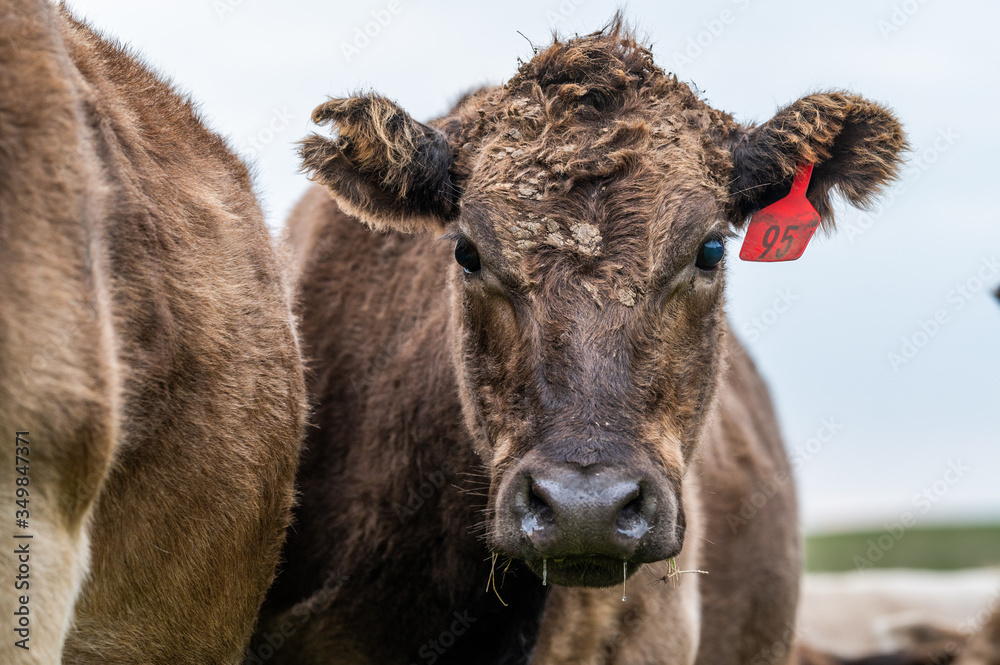 steers and bullocks Beef cows and calfs grazing on grass in south west ...