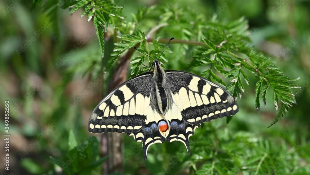 Papilio machaon, the Old World swallowtail, is a butterfly of the family Papilionidae. The ...