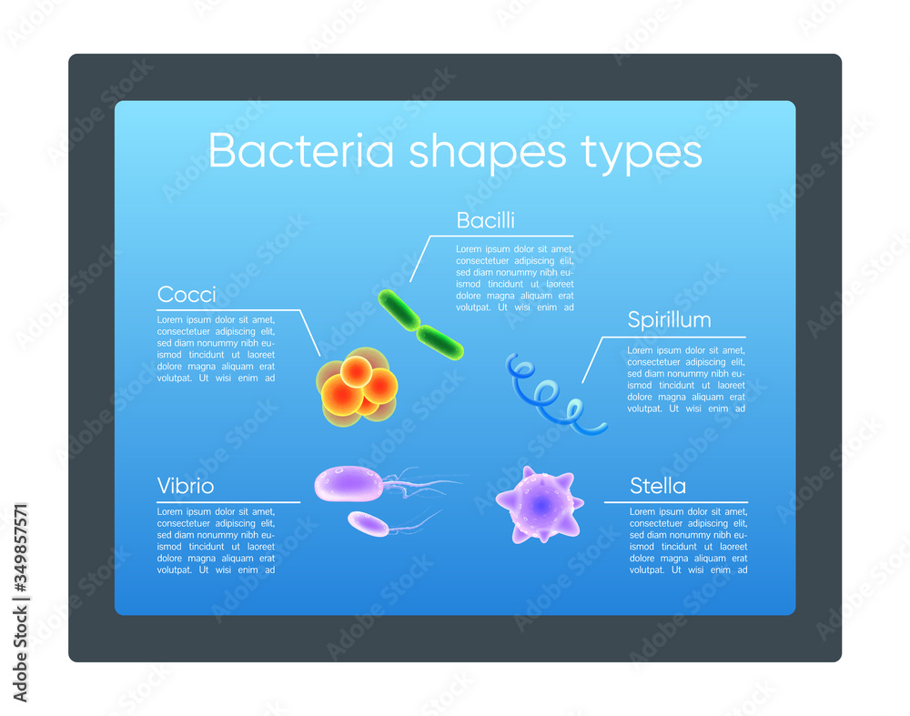 Bacteria shapes types realistic color vector informational infographic ...