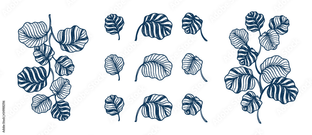 Vector Tropical Liana Leaves Set. Hand Drawn Doodle Climbing Plants ...