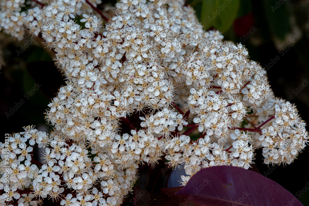 Viburnum tinus. The viburnum vat is a plant of the Caprifoliaceae ...